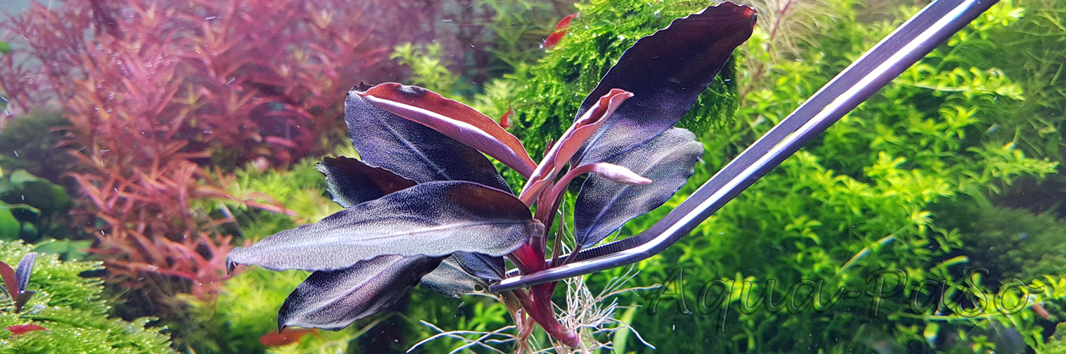Bucephalandra Dark Blue - Aqua-PaSo